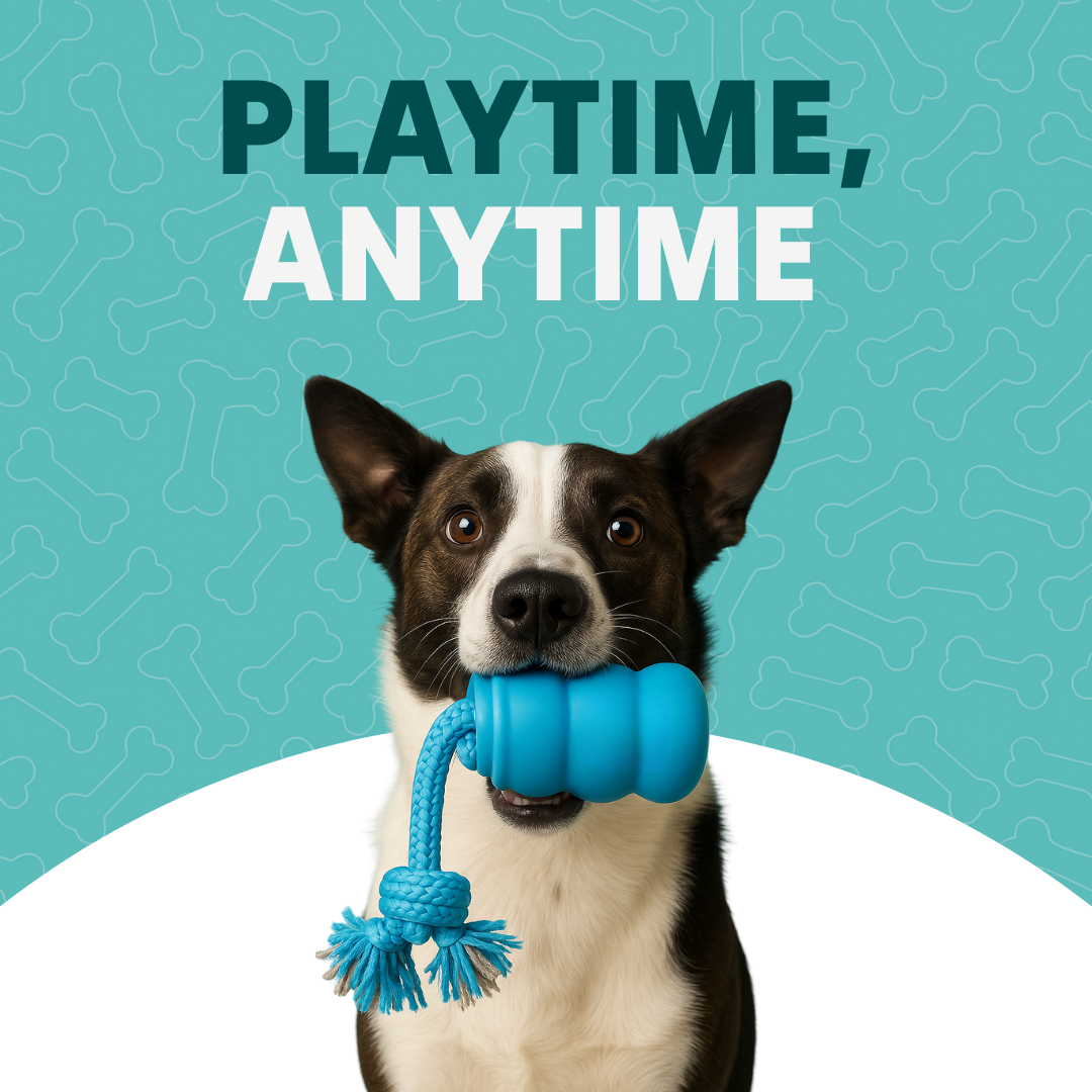 The Chase Buddy Dog Boredom Stimulating Toy – PawBound