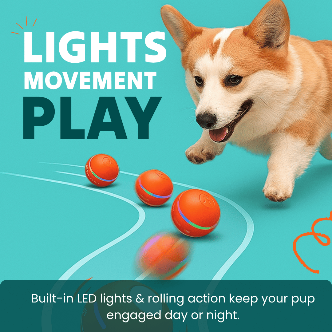 DOG’S INTERACTIVE BALL – PawBound