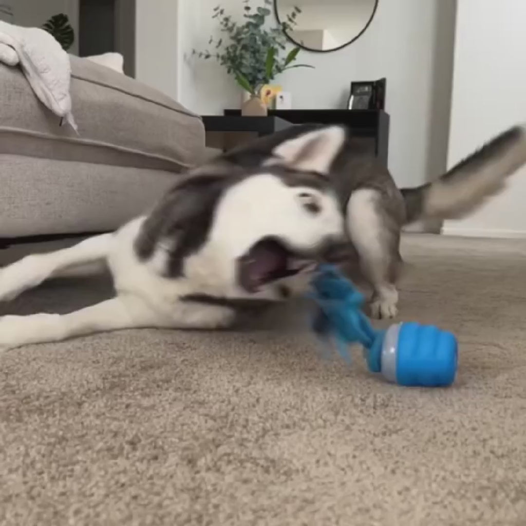 The Chase Buddy Dog Boredom Stimulating Toy – PawBound